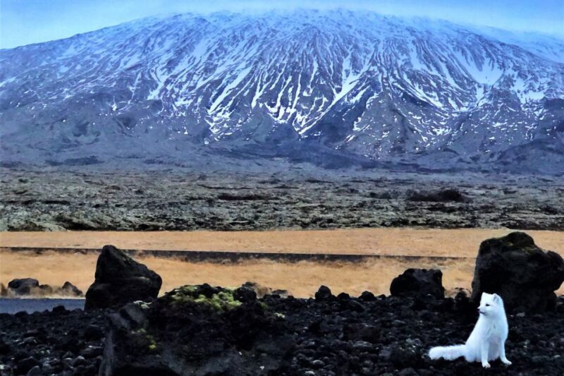 Reykjavik: Snaefellsnes & Mt. Kirkjufell Guided Minibus Tour - FAQs