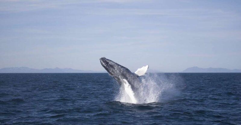 Reykjavik: the Original 3-Hour Whale Watching Tour - An In-Depth Look at the Whale Watching Experience