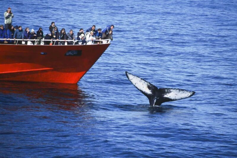 Reykjavik: the Original 3-Hour Whale Watching Tour - Final Thoughts