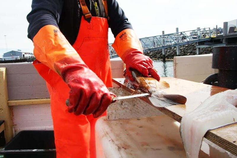 Reykjavik: Traditional Sea Fishing with BBQ Feast - What to Expect from This Reykjavik Sea Fishing Tour