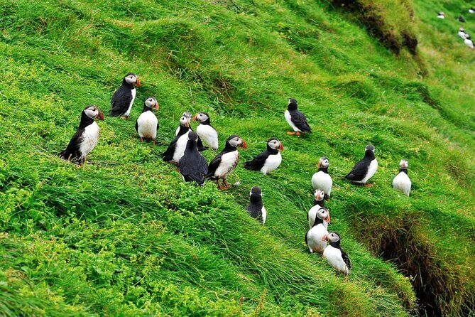 Reykjavik - Westman Islands (Bus transfer to Landeyjahöfn) - FAQs