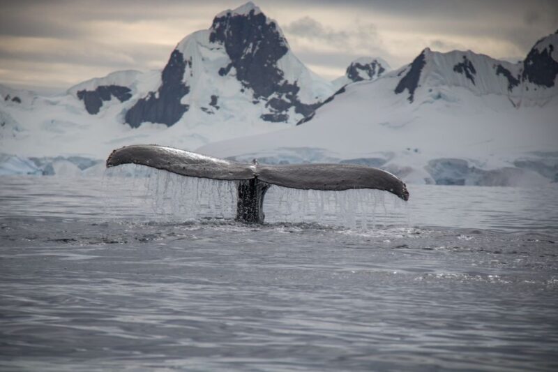 Reykjavik: Whale & Marine Adventure Tour - The Value of the Tour