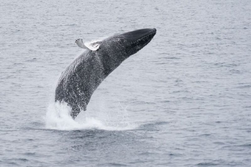 Reykjavik: Whale & Marine Adventure Tour - The Sum Up