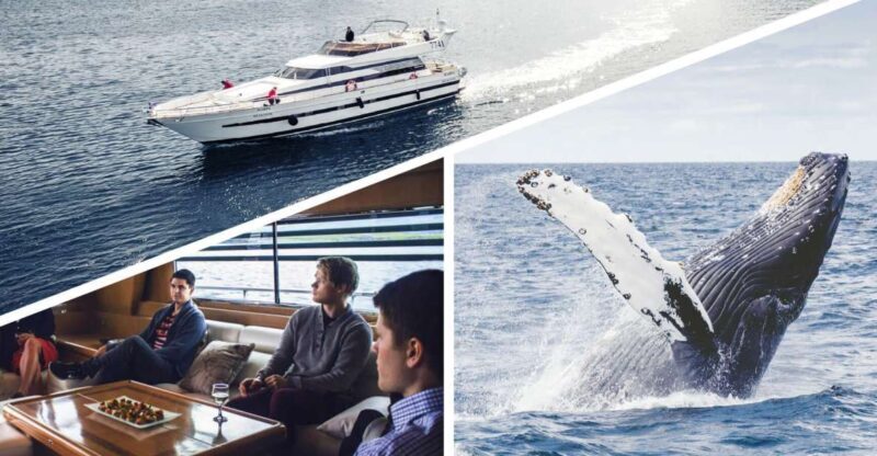 Reykjavik: Whale Watching and Dolphin Watching Yacht Cruise - Setting the Scene: What to Expect on Your Whale Watching Yacht Tour