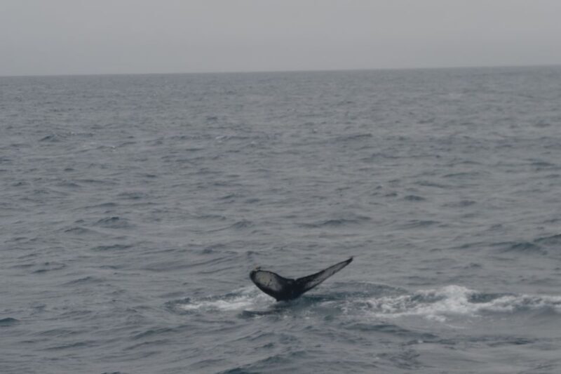 Reykjavik: Whale Watching and Dolphin Watching Yacht Cruise - Practical Tips for Your Trip