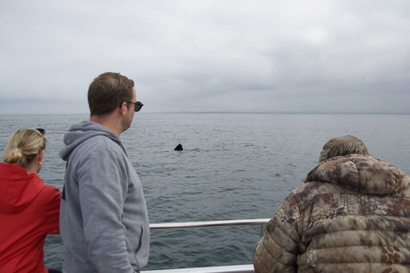 Reykjavik: Whale Watching and Dolphin Watching Yacht Cruise - Who Should Book This Tour?