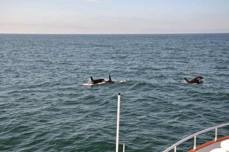 Reykjavik: Whale Watching and Dolphin Watching Yacht Cruise - Final Thoughts: Is It Worth It?