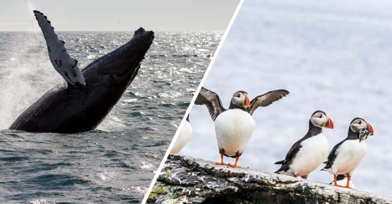 Reykjavik: Whale Watching and Puffin Excursion - Pricing and Overall Value