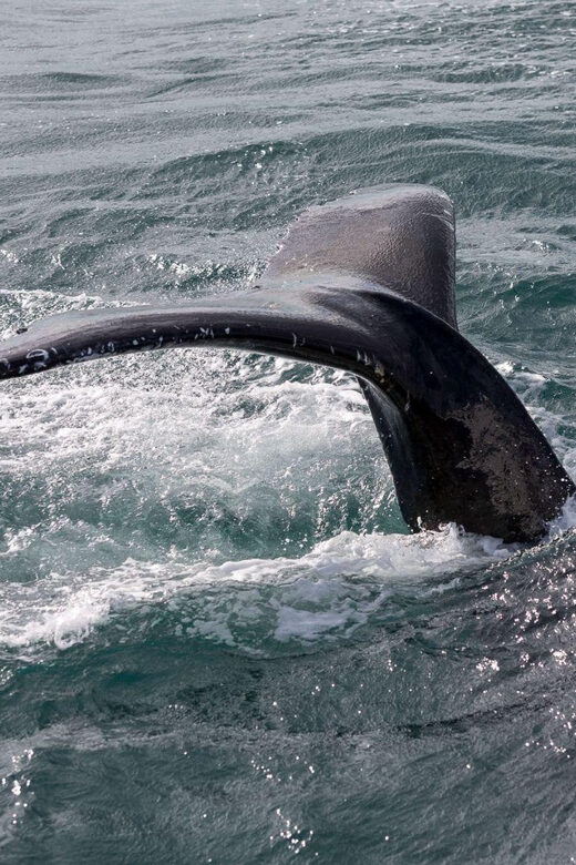 Reykjavik: Whale Watching and Puffin Excursion - Who Should Book This Tour?