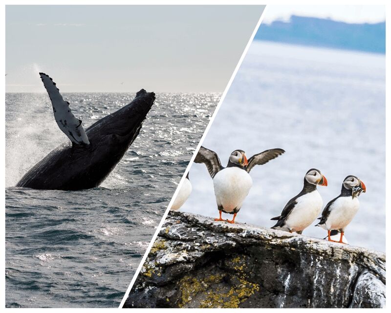 Reykjavik: Whale Watching and Puffin Excursion - Final Thoughts