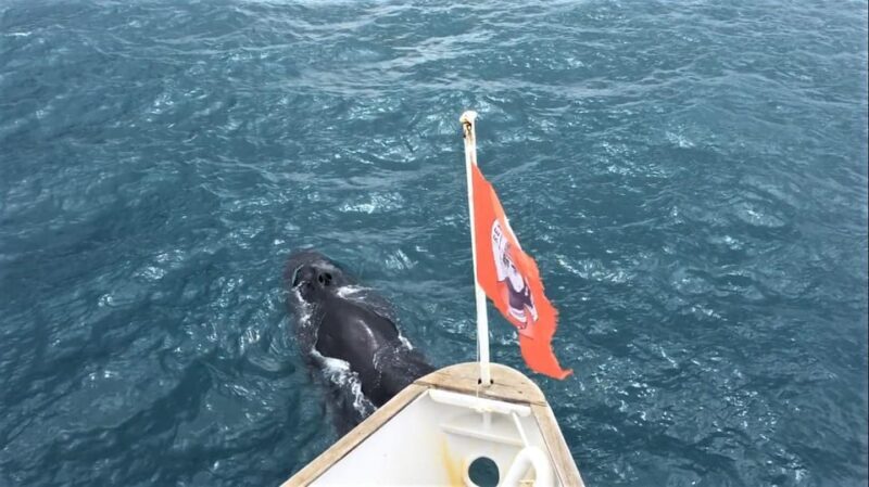 Reykjavik: Whale Watching and Puffin Excursion - FAQ