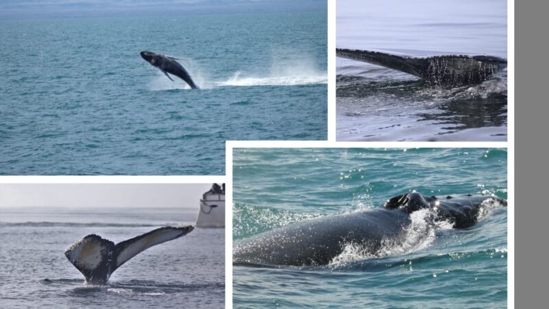 Reykjavík: Whale Watching Cruise and FlyOver Combo Ticket - The Itinerary: What to Expect on This Combined Adventure