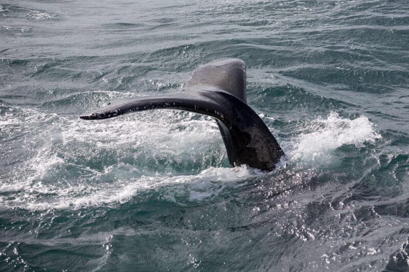 Reykjavík: Whale Watching Cruise and FlyOver Combo Ticket - Who Is This Tour Best Suited For?