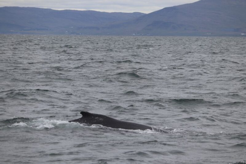 Reykjavik: Whale Watching Excursion & Whale Exhibition - Key Points