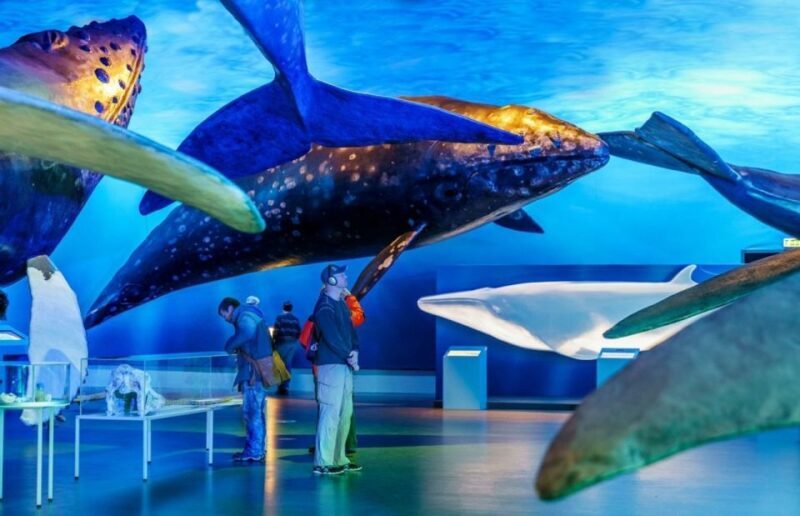 Reykjavik: Whale Watching Excursion & Whale Exhibition - A Closer Look at the Tour Experience