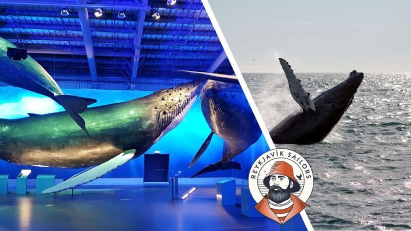 Reykjavik: Whale Watching Excursion & Whale Exhibition - Who Should Book This Tour?