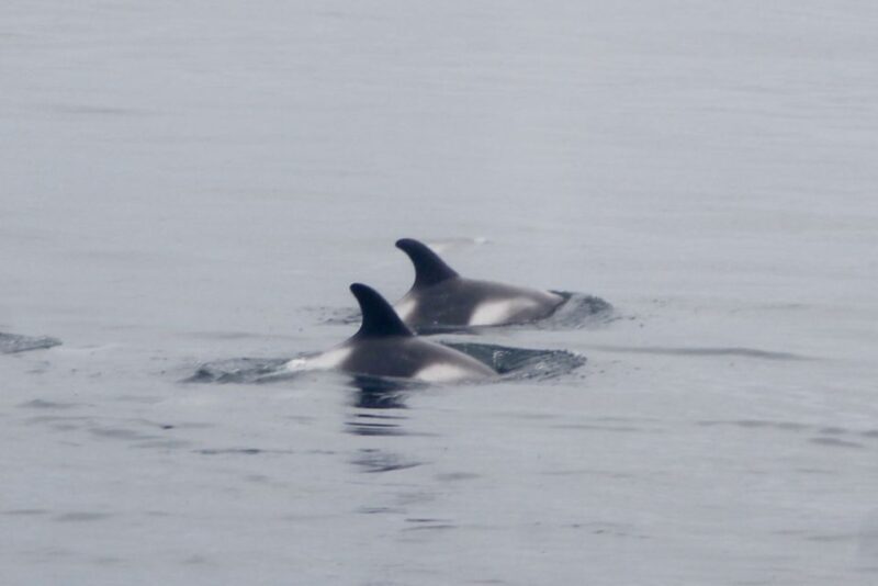 Reykjavik: Whale Watching Excursion & Whale Exhibition - FAQs