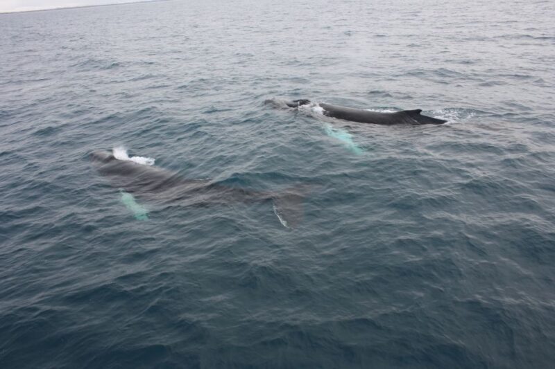 Reykjavik: Whale Watching Excursion & Whale Exhibition - Final Thoughts