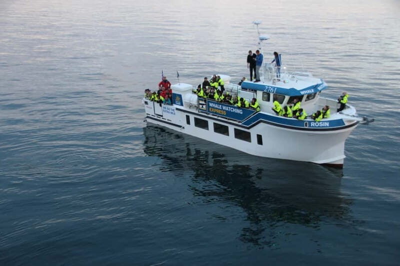 Reykjavik: Whale Watching Express - The Guides and Experience Quality