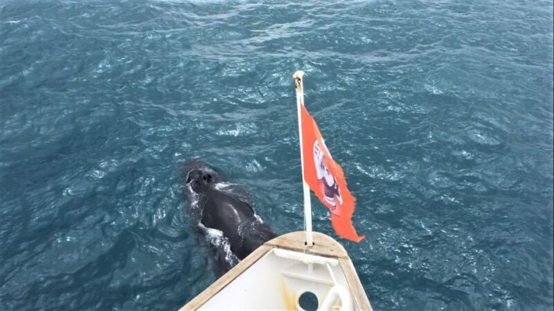 Reykjavik: Whale Watching in Faxaflói Bay & Live Lava Show - Key Points