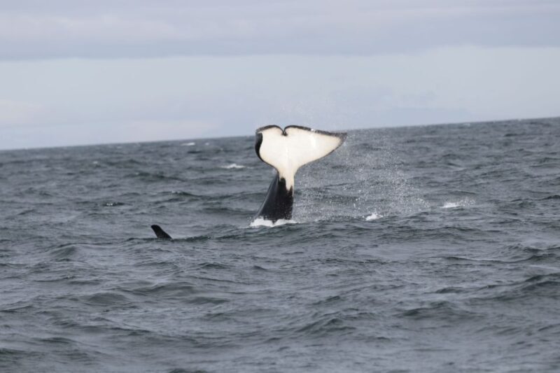 Reykjavik: Whale Watching in Faxaflói Bay & Live Lava Show - An In-Depth Look at the Tour Experience