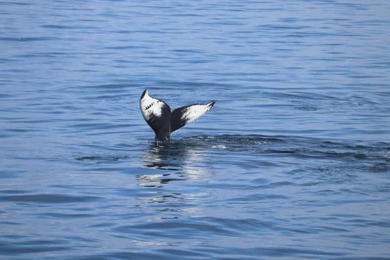 Reykjavik: Whale Watching Morning Expedition - The Experience at a Glance