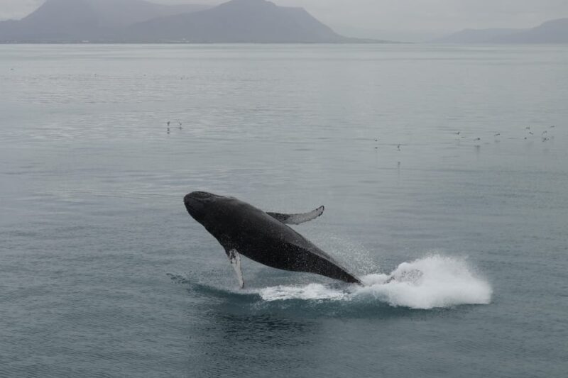 Reykjavik: Whale Watching Morning Expedition - The Sum Up