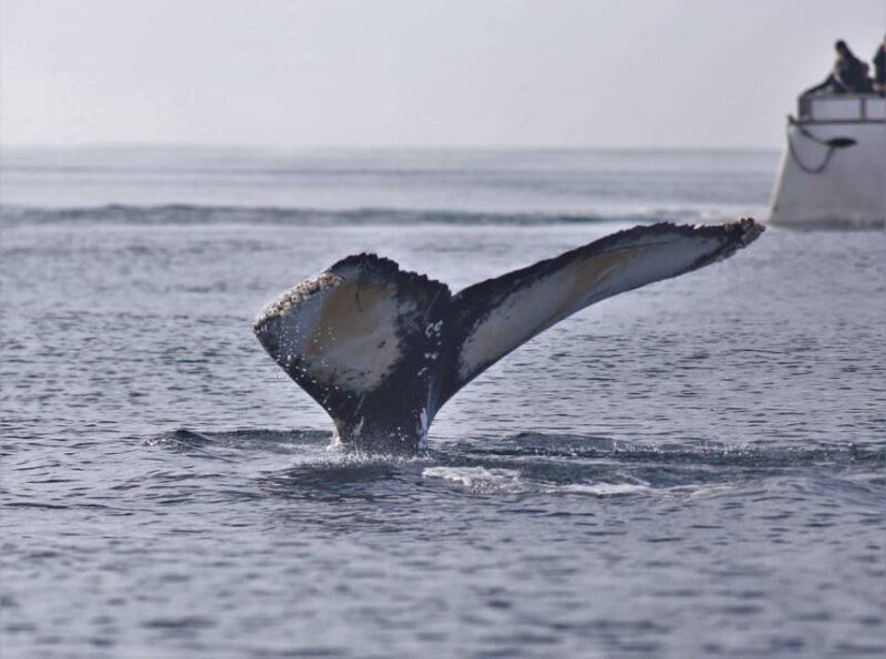 Reykjavik: Whale Watching Morning Expedition - FAQ