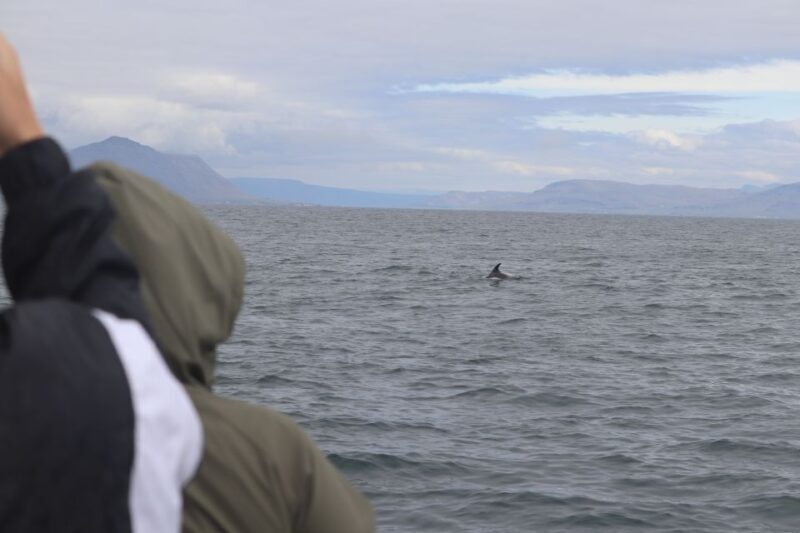 Reykjavik: Whale Watching & Northern Lights Combo Cruise - The Sum Up