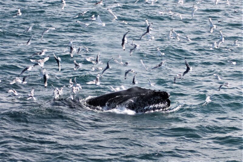 Reykjavik: Whale Watching & Northern Lights Combo Cruise - FAQ