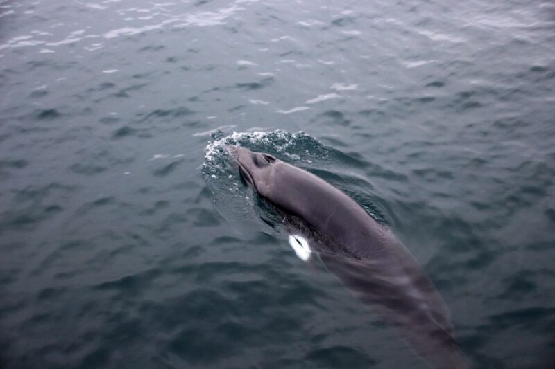 Reykjavik: Whale Watching Tour by RIB Boat - Value for Money