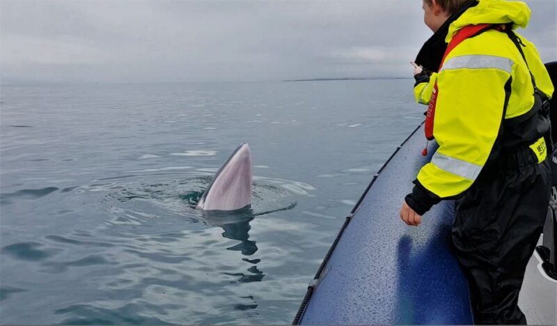 Reykjavik: Whale Watching Tour by RIB Boat - Final Thoughts: Is This Tour Right for You?