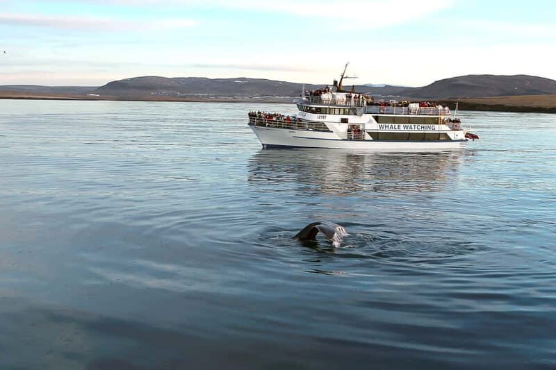 Reykjavik: Whale Watching Tour with Expert Guide - An In-Depth Look at the Reykjavik Whale Watching Experience