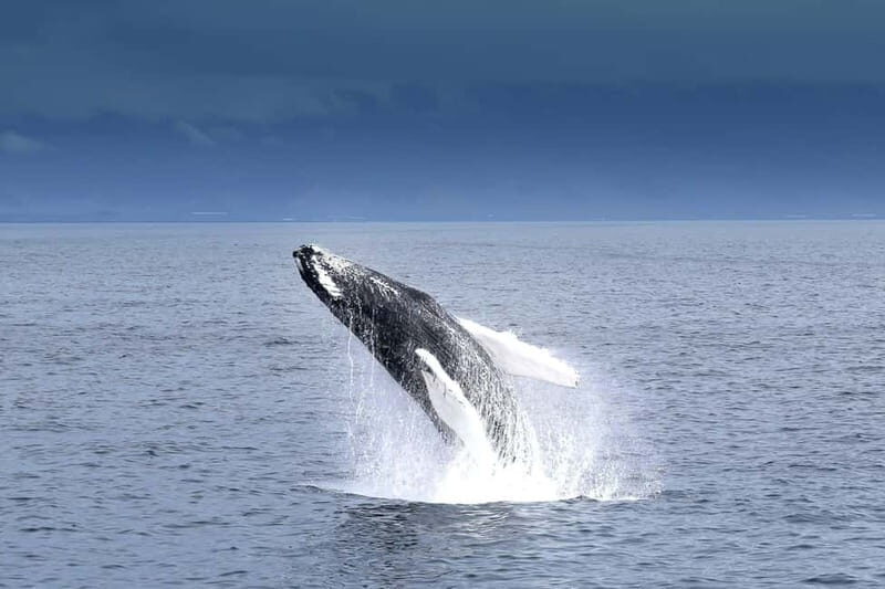 Reykjavik: Whale Watching Tour with Expert Guide - Final Thoughts