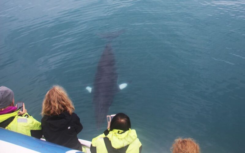 Reykjavik: Whales and Northern Lights Boat Tour - Key Points