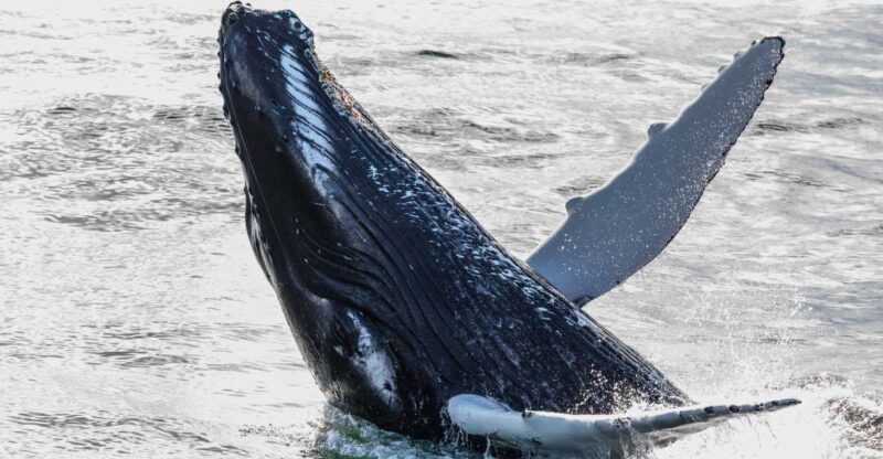 Reykjavik: Whales and Northern Lights Boat Tour - An In-Depth Look at the Tour Experience