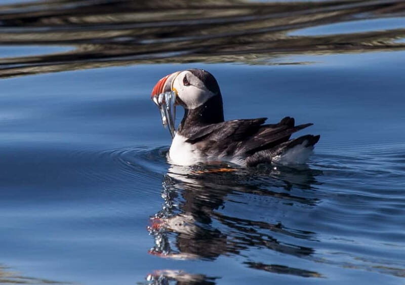 Reykjavik: Whales and Puffins Express Cruise Combo Tour - The Whale Watching Experience