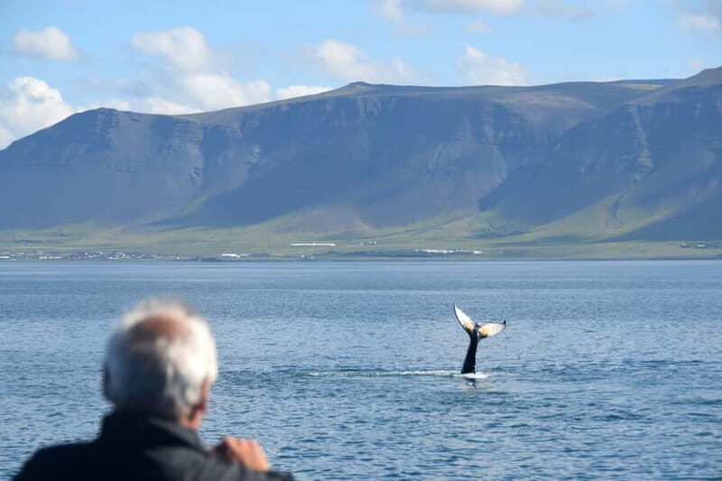 Reykjavik: Whales and Puffins Express Cruise Combo Tour - Practical Tips