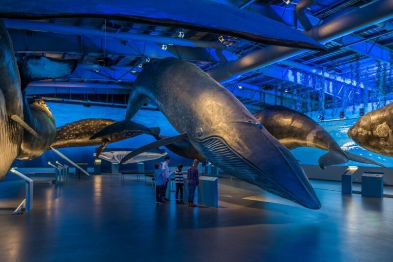Reykjavik: Whales of Iceland Museum Entrance Ticket - An In-Depth Look at the Whales of Iceland Museum Experience