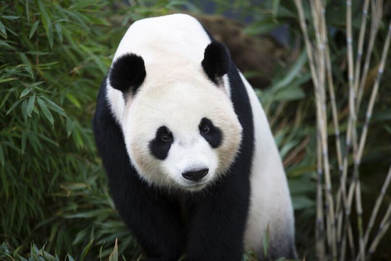 Rhenen: Ouwehands Zoo Entry Ticket - Key Points