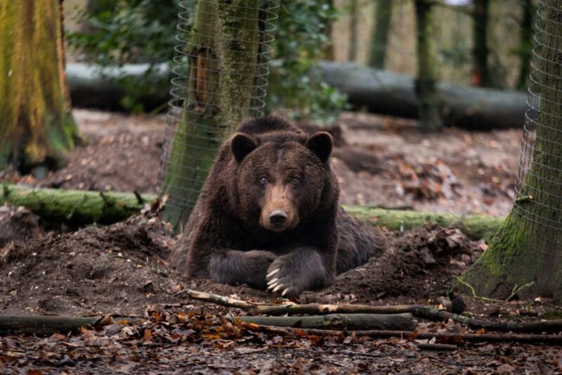 Rhenen: Ouwehands Zoo Entry Ticket - Overview of the Ouwehands Zoo Experience