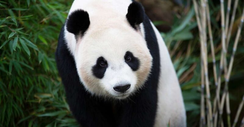 Rhenen: Ouwehands Zoo Entry Ticket - Monkey and Small Mammal Exhibits