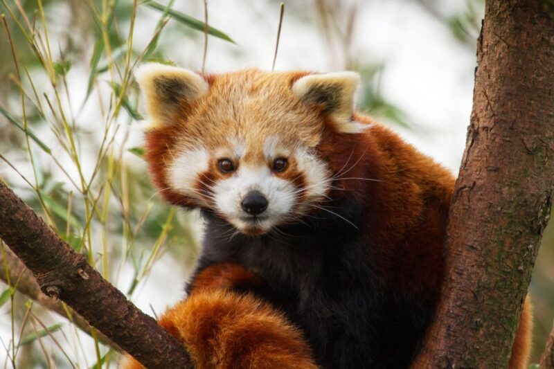 Rhenen: Ouwehands Zoo Entry Ticket - Amenities and Facilities