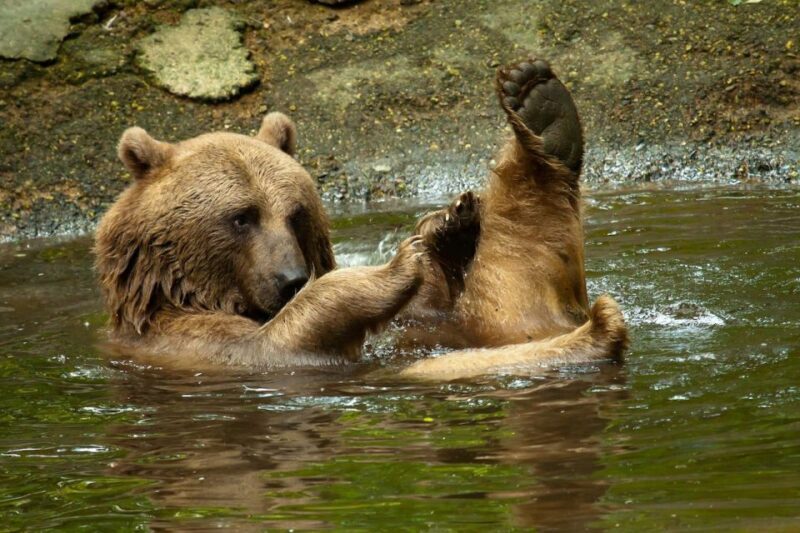 Rhenen: Ouwehands Zoo Entry Ticket - Practical Tips for Visiting