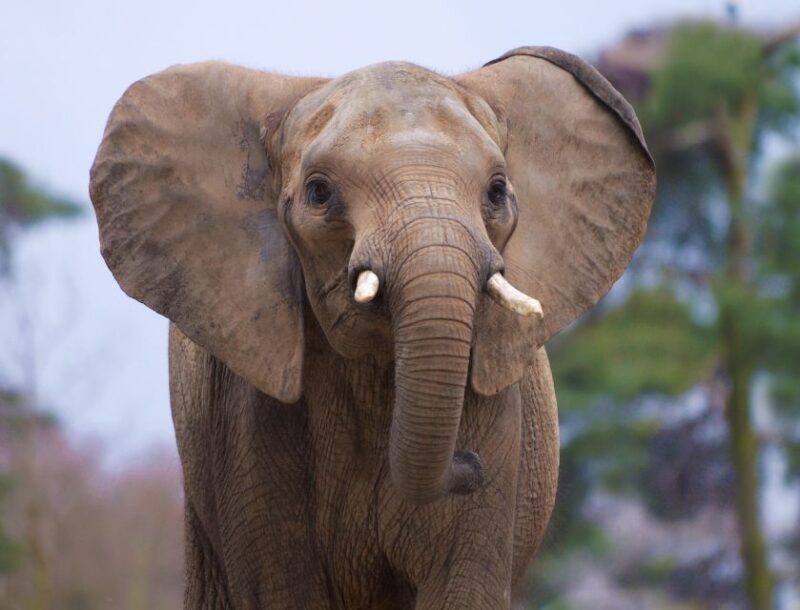 Rhenen: Ouwehands Zoo Entry Ticket - Price and Value