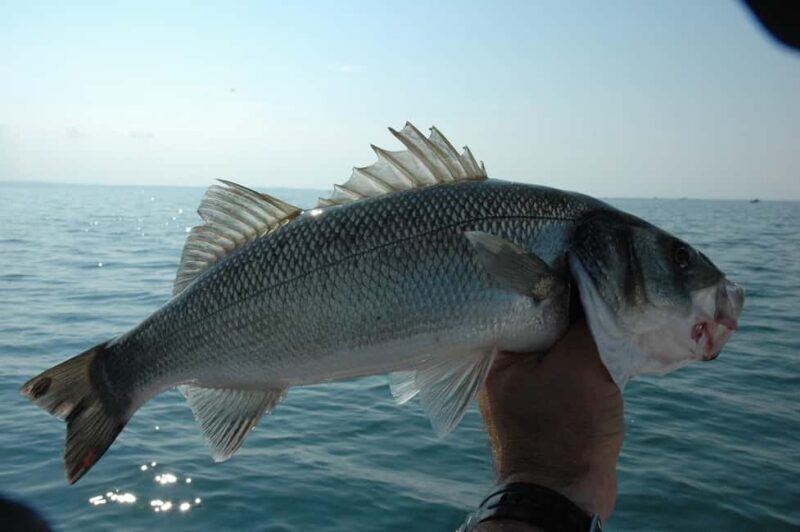 Rhodes: (4H/6H) Private Boat Fishing Trip with Equipment - Exploring the Rhodes Private Fishing Trip