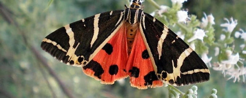 Rhodes: Butterfly Valley and Filerimos Hill Bus Trip - Rhodes: Butterfly Valley and Filerimos Hill Bus Trip – A Practical, Scenic Adventure