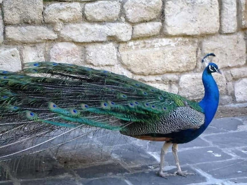 Rhodes: Butterfly Valley and Filerimos Hill Bus Trip - Final Words