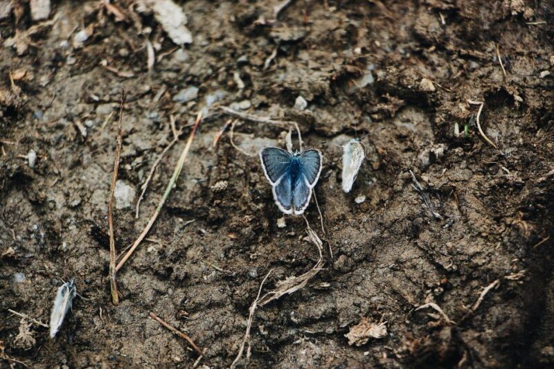 Rhodes: Butterfly Valley and Mini Cruise to Chalki Island - Key Points