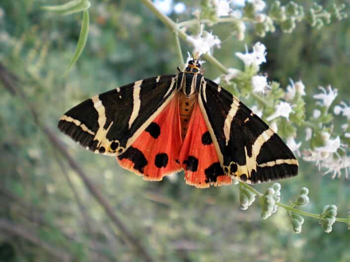 Rhodes: Butterfly Valley & Wine Tasting Tour (Small Group) - The Value Beyond the Price